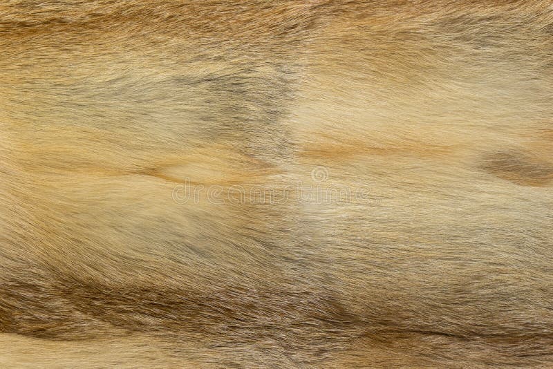 Natural Animal Fur Background Texture. Yellow Fox Wool Close-up Stock ...