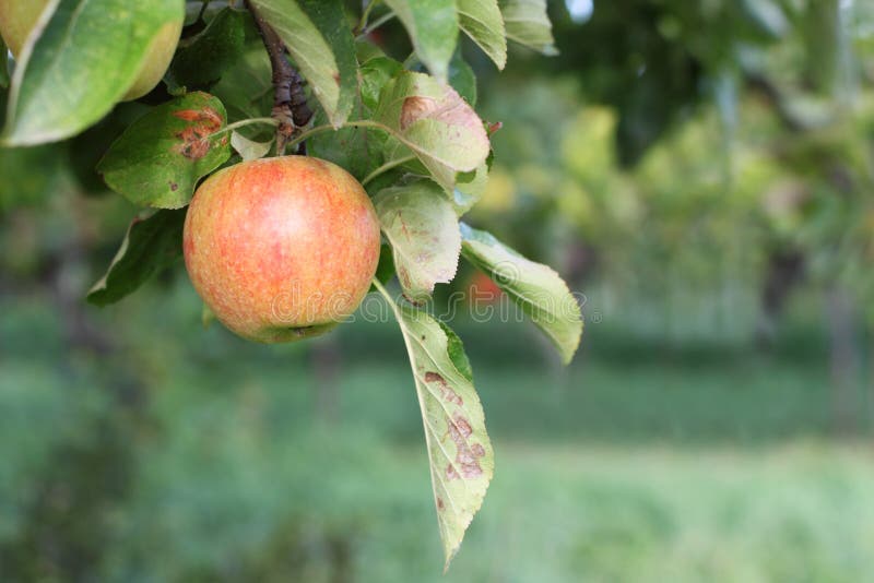 Natural apple stock image. Image of garden, farmer, biological - 21150065