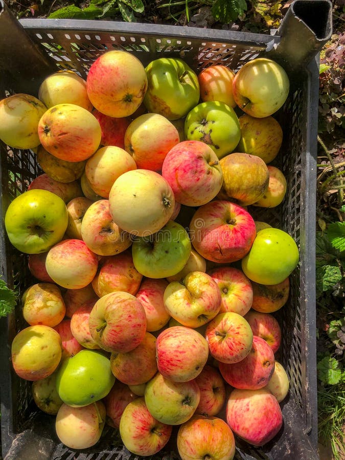 Natural Apple from Live Apple Tree, Not Perfect, with Small Dents and ...