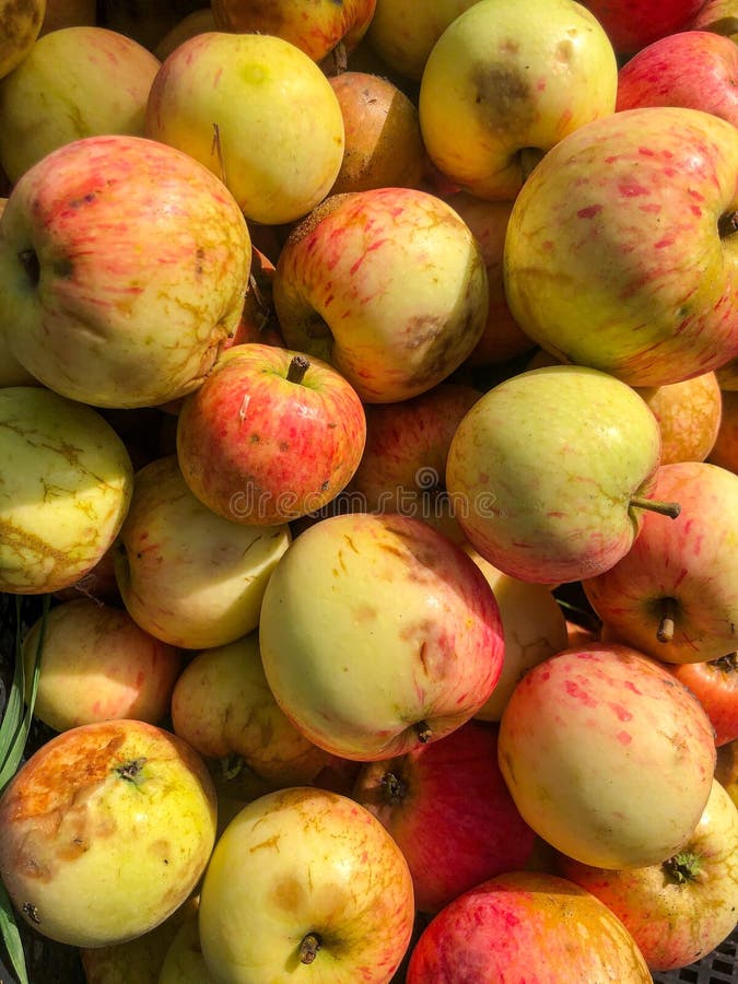 Natural Apple from Live Apple Tree, Not Perfect, with Small Dents and ...