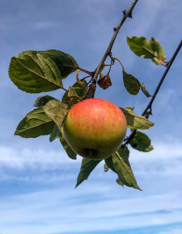Natural Apple from Live Apple Tree, Not Perfect, with Small Dents and ...