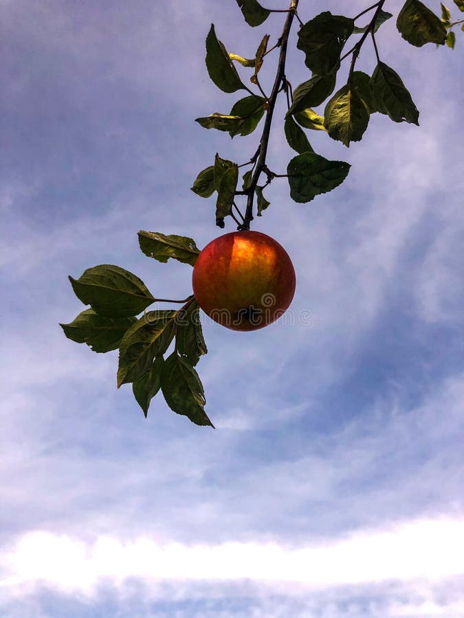Natural Apple from Live Apple Tree, Not Perfect, with Small Dents and ...
