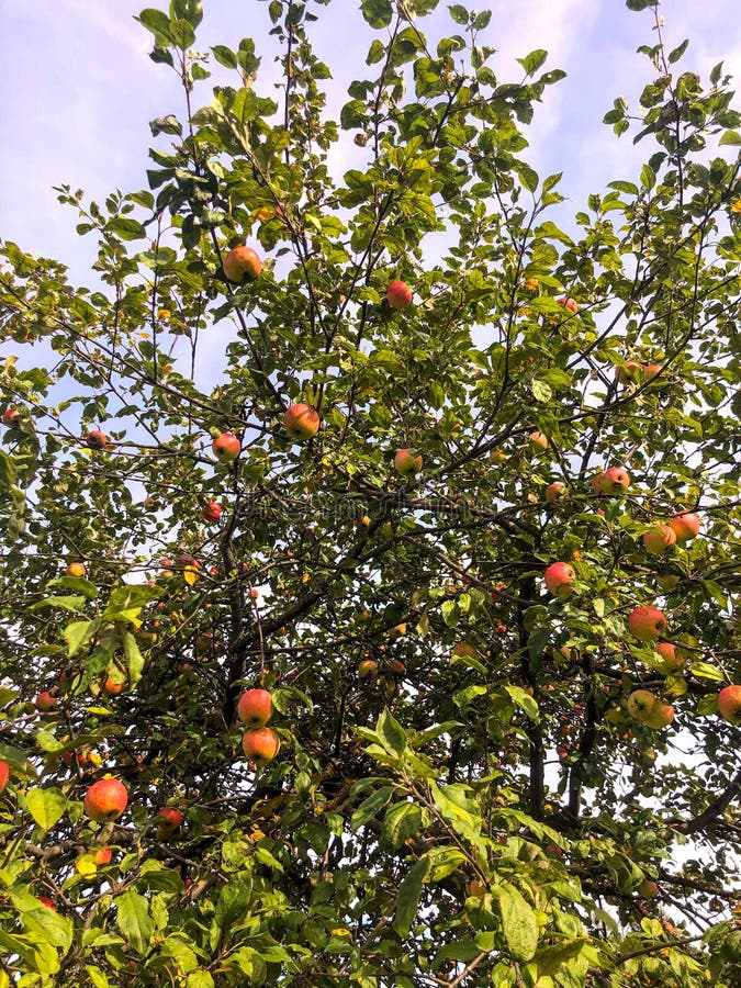 Natural Apple from Live Apple Tree, Not Perfect, with Small Dents and ...