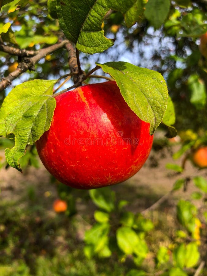 Natural Apple from Live Apple Tree, Not Perfect, with Small Dents and ...