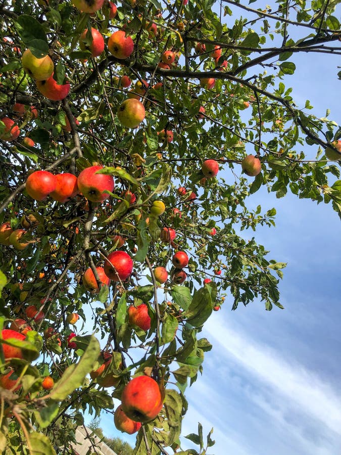 Natural Apple from Live Apple Tree, Not Perfect, with Small Dents and ...