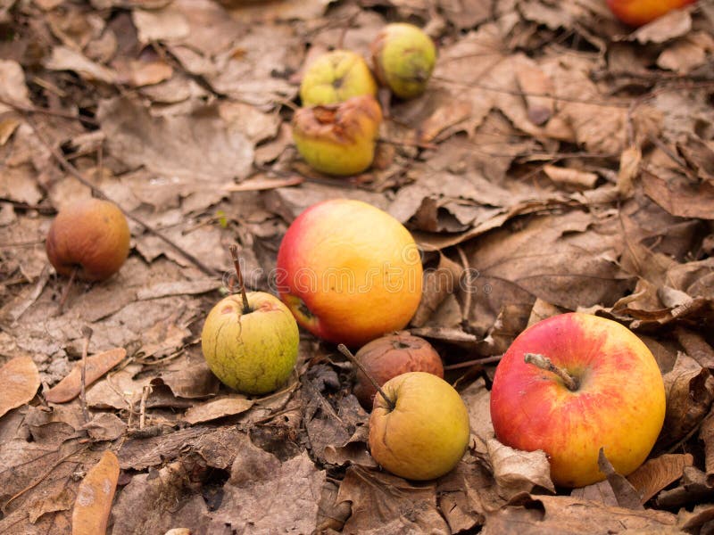 Natural apples stock image. Image of nutrition, wild - 29093339