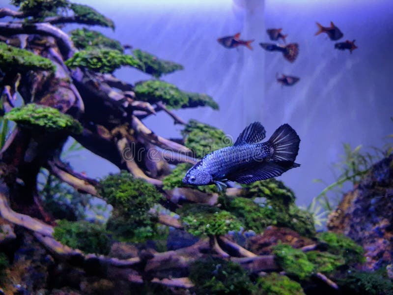 Natural Aquascape Betta Fish Stock Photo - Image of betta, natural ...