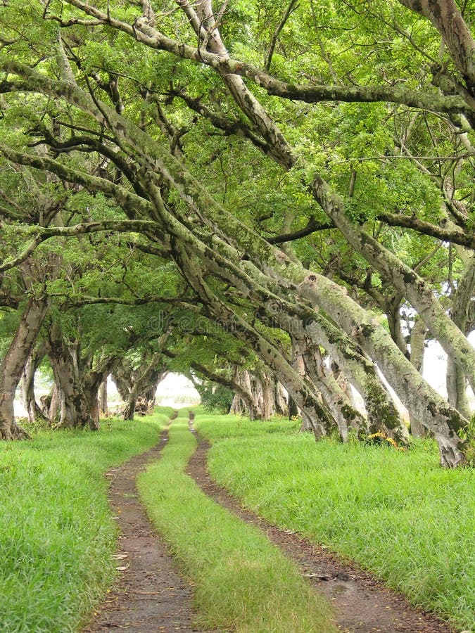 Natural Arch 2 stock image. Image of path, peaceful, trail - 72171