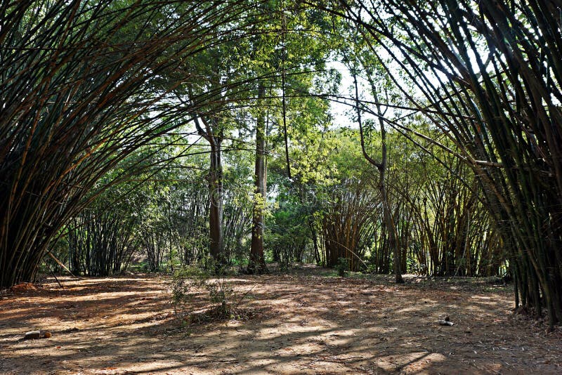 Natural arch of bamboo stock photo. Image of garden, tree - 96024764