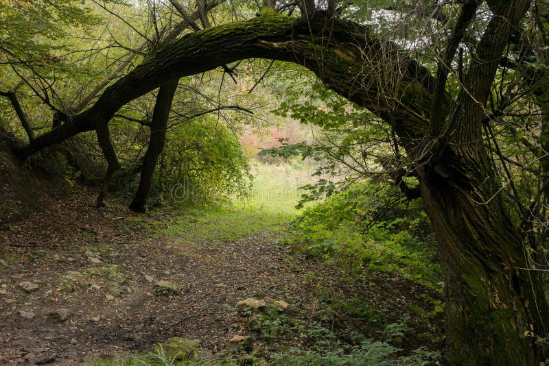 Natural Arch Created by a Willow Tree Stock Image - Image of summer ...