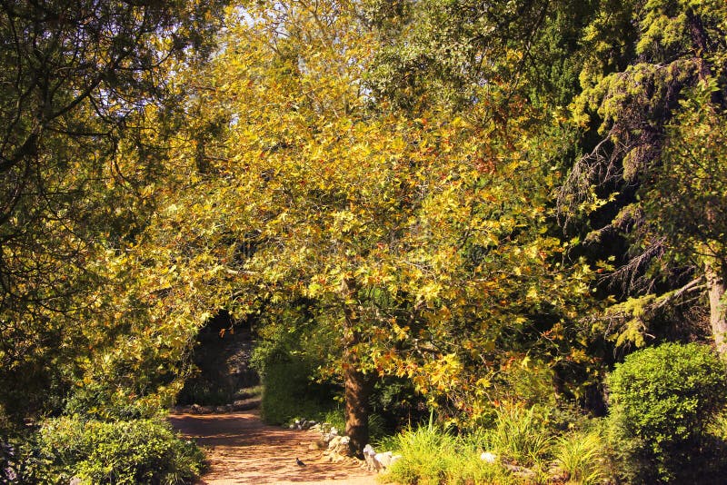 The Natural Arch of Tree Branches in the Autumn Park Stock Photo ...