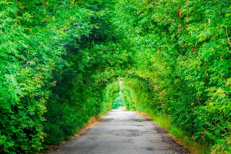 Natural Arch of Trees and Shrubs in Ukraine in the Summer Stock Image ...