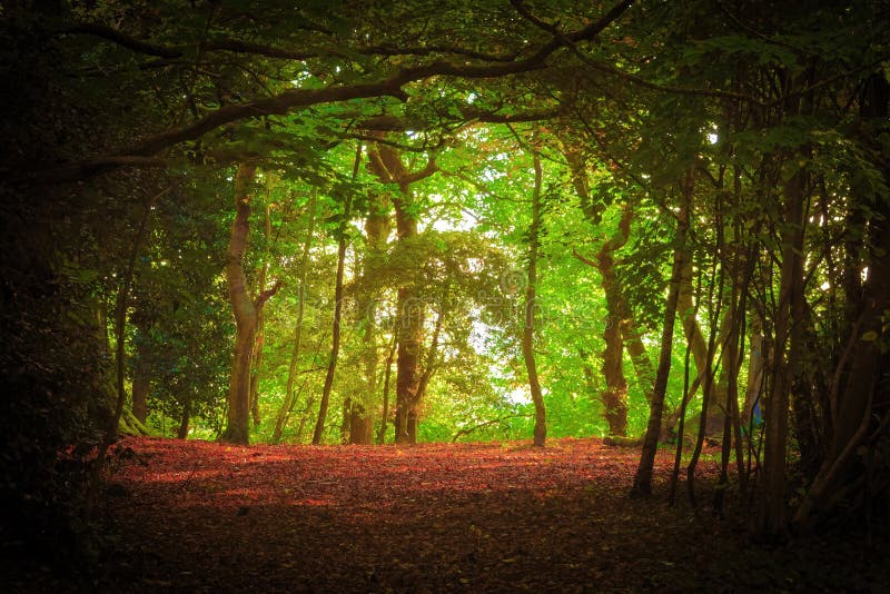 Natural arch in the woods. stock photo. Image of branches - 259297574