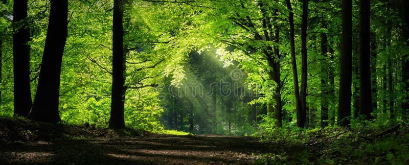 Natural Archway Shaped by Branches in the Forest Stock Photo - Image of ...