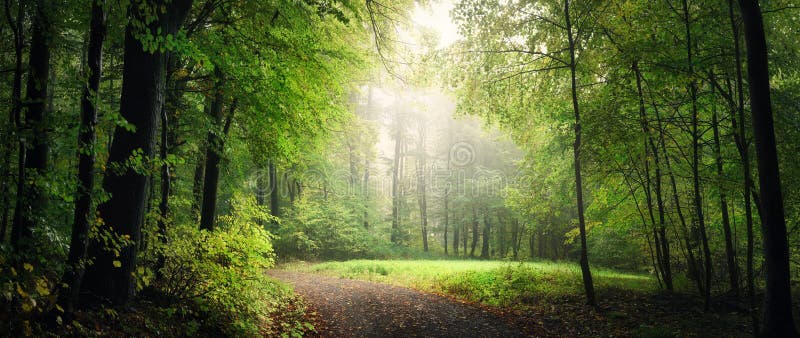 Natural Archway Shaped by Green Trees in the Forest Stock Photo - Image ...