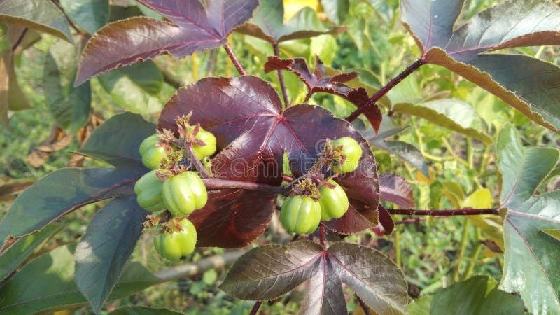 Natural Arrangement of Leaves and Fruit of the Red Jatropha Tree Stock ...
