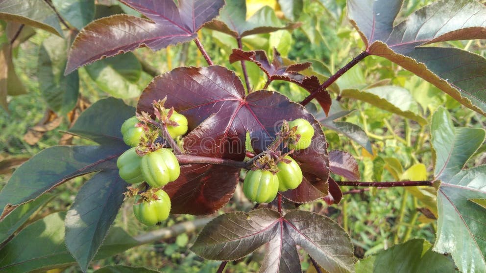 Natural Arrangement of Leaves and Fruit of the Red Jatropha Tree Stock ...
