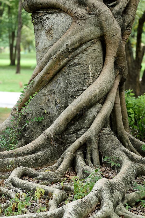 Roots stock photo. Image of texture, nature, growth - 235257538