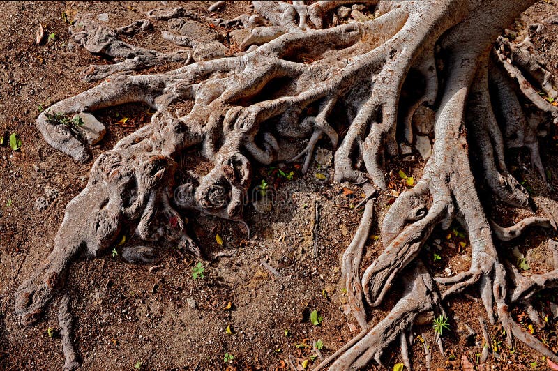 Natural Artistic Composition Created from Intertwined and Branched ...