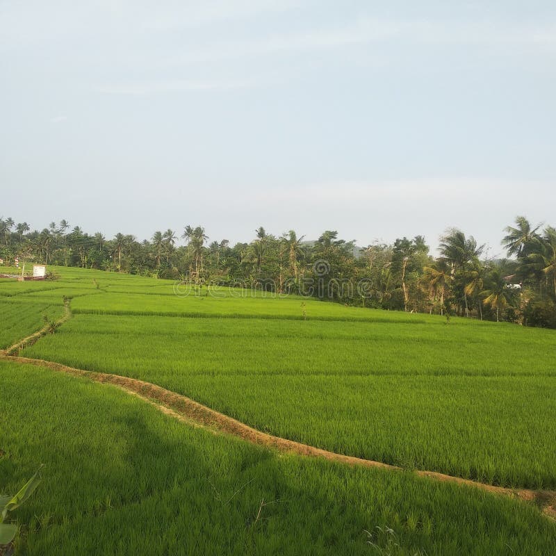 Natural Atmosphere, Beautiful Views of Rice Fields in the Countryside ...
