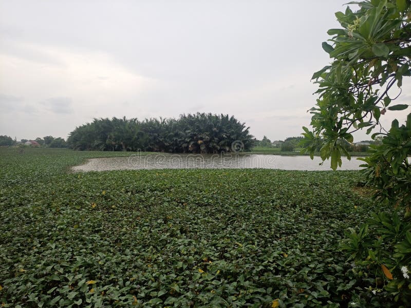 Natural Atmosphere with a Fresh Green Color Stock Photo - Image of ...