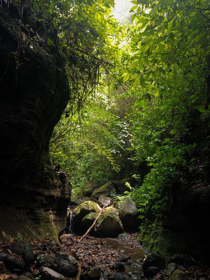 Natural Atmosphere in the Middle of a Shady Forest Stock Image - Image ...