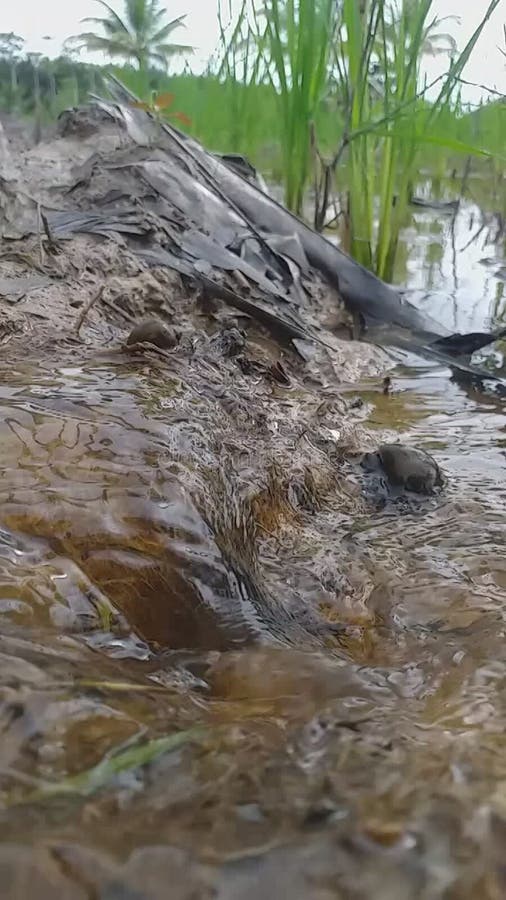 Snails are Walking on Watery Land Stock Footage - Video of clouds ...