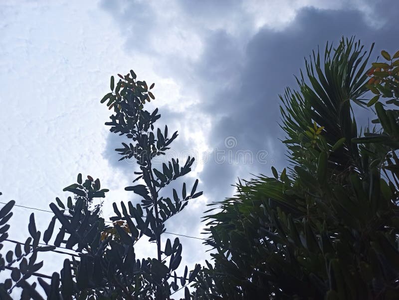 Natural atmosphere stock photo. Image of leaf, wind - 268191836