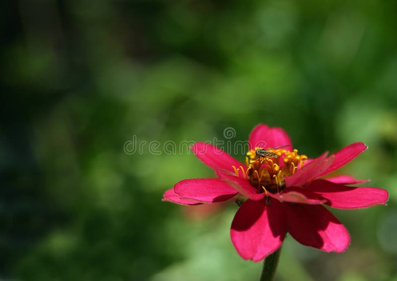 Pinwheel Zinnia Stock Photos - Free & Royalty-Free Stock Photos from ...