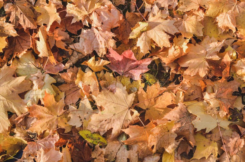 Natural autumn background. stock photo. Image of form - 162061150
