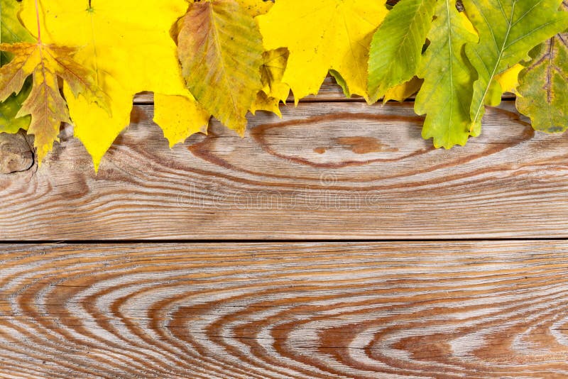 Natural autumn frame. stock photo. Image of season, background - 61014468