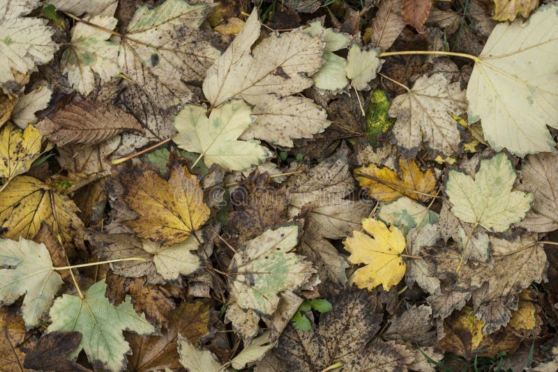 Natural Autumn Pattern Background with Dry and Yellow Foliage. Autumn ...