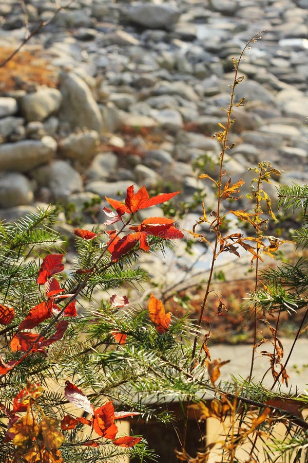 Natural Autumnal, Red Dry Tree Foliage, Beautiful Stock Image - Image ...