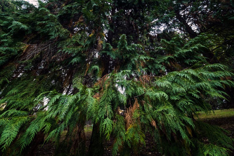 Juniper Branches Bottom View Stock Photo - Image of juniper, backdrop ...