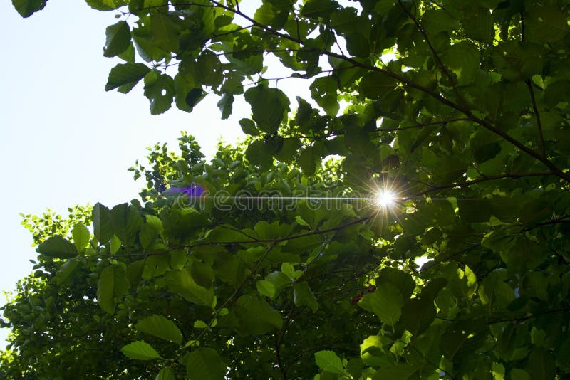 Natural Backdrop with Tree Branches Stock Photo - Image of nature ...