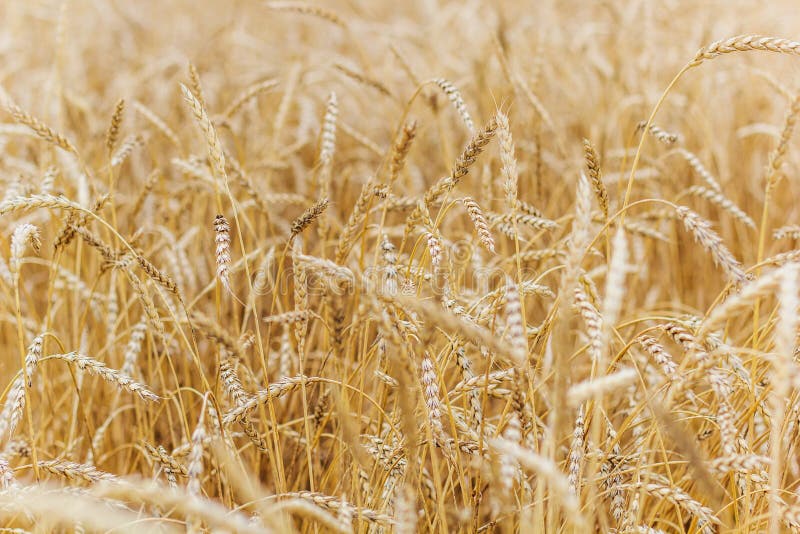 Yellow wheat field stock photo. Image of barley, plant - 106017990