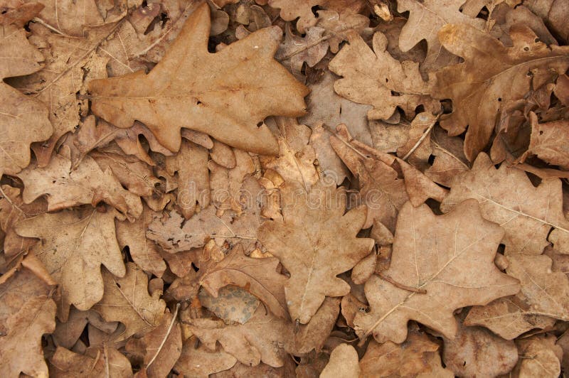 Heap of dry oak leaves stock photo. Image of autumn, season - 45858110