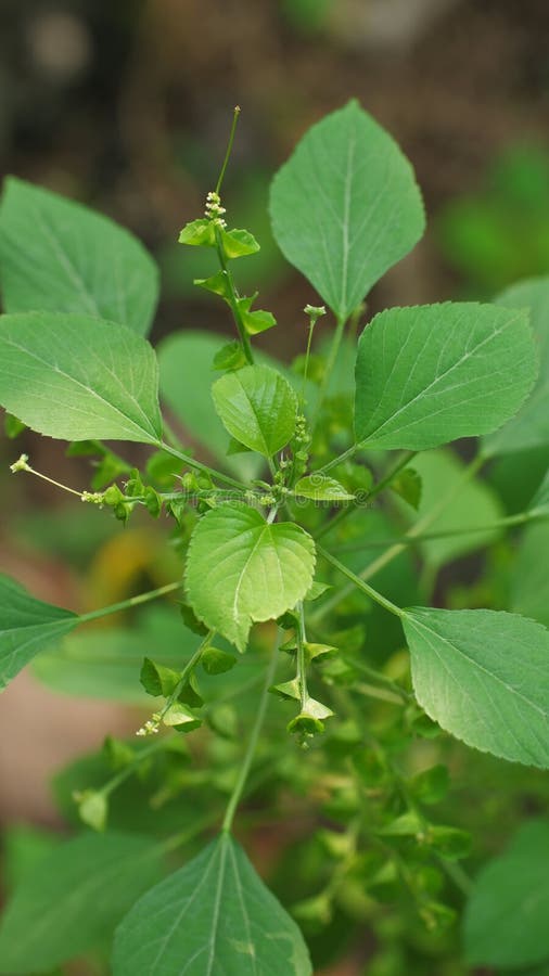 Natural Background of Acalypha Indica Stock Image - Image of herb, leaf ...