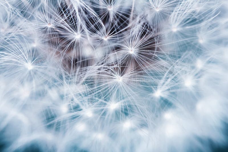 Natural Background of Airy Light Dandelion Flower with White Light ...