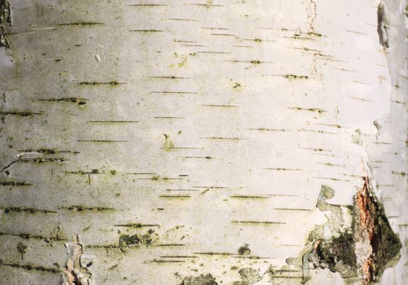 2,213 Birch Bark Paper Nature Background Stock Photos - Free & Royalty ...