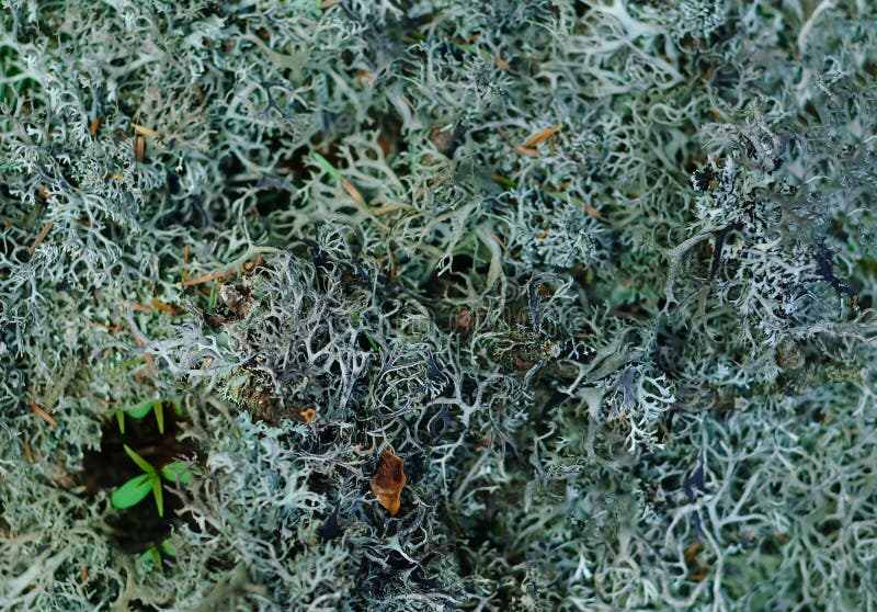 Natural Background of Blue Lichen, Concept of Natural Textures, Copy ... Natural Background of Blue Lichen, Concept of Natural Textures, Copy ...