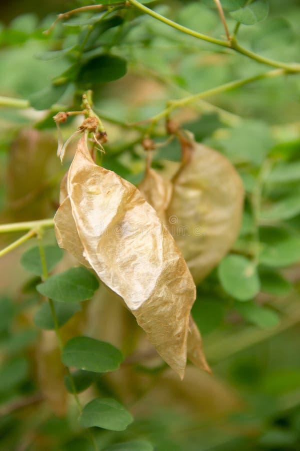 Cilician Pemphigus plant stock photo. Image of growing - 226109548
