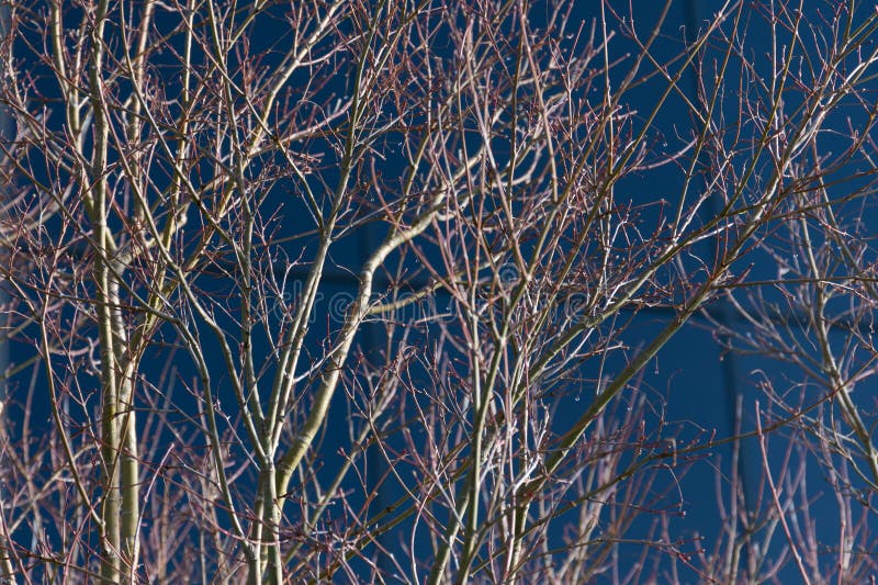 Natural Background from the Branch of a Copal Tree on the Glass Wall ...
