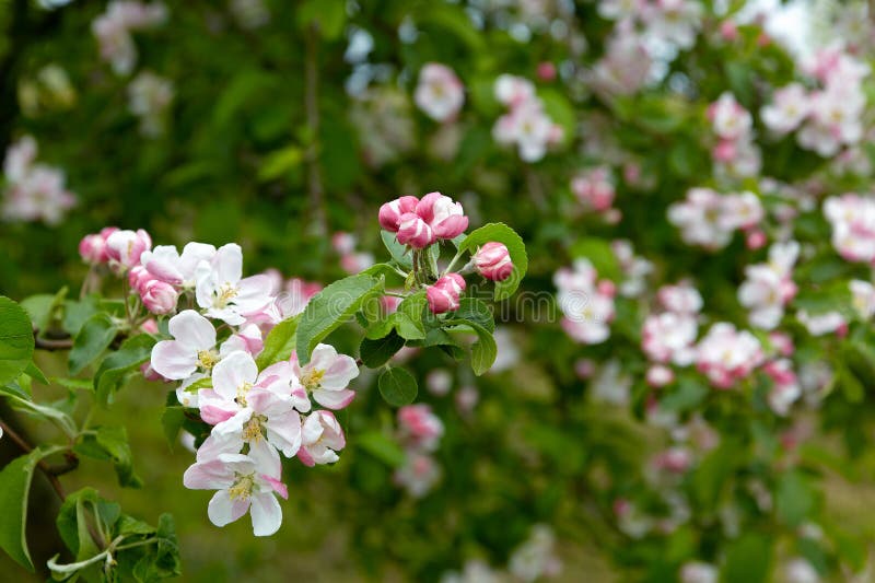 Natural Background Branches of Blooming Apple Tree Stock Image - Image ...