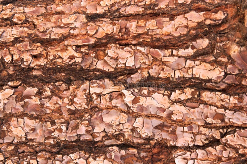 Weathered Pine Wood Pallets Stacked in the Field Stock Image - Image of ...