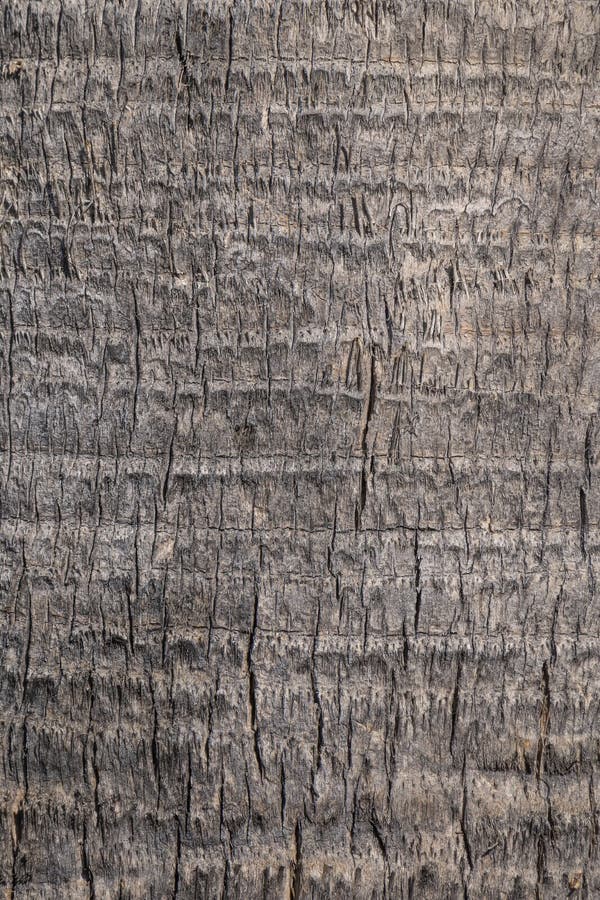 Palm tree leaves texture stock photo. Image of tropical - 35306696