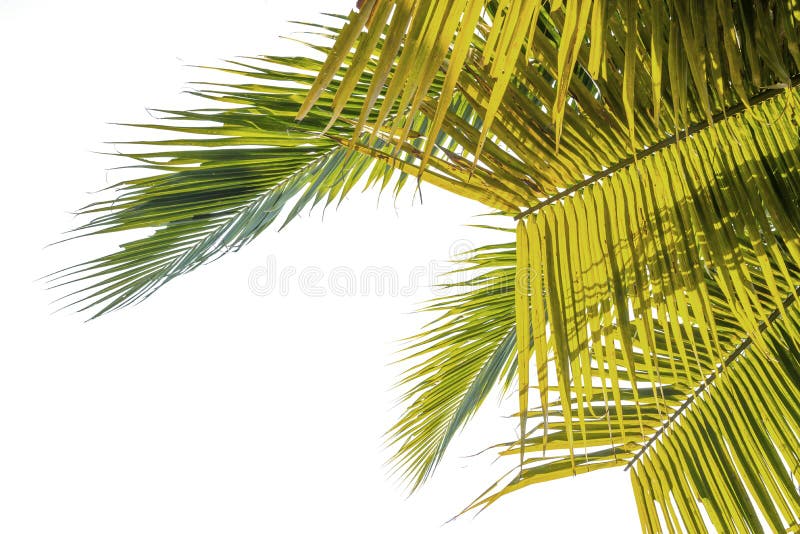 Natural Background Coconut Leaves Stock Image - Image of nature, leaves ...