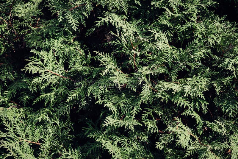Natural Background from Coniferous Branches. Green Wall Shrubbery Stock ...