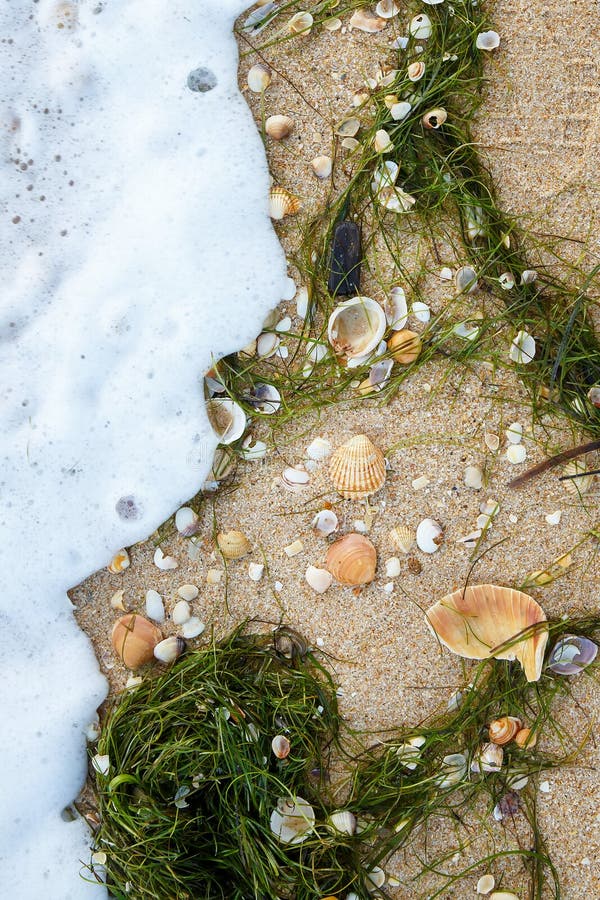 Natural Background of Different Seashells and Algae on Wet Sand Beach ...