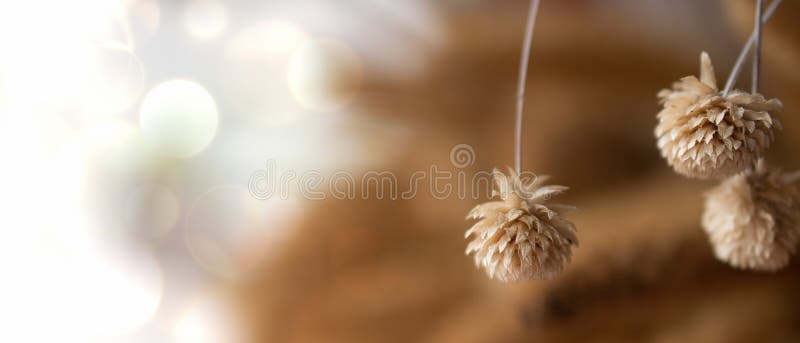 Natural Background of Dried Flowers Stock Image - Image of arrangement ...